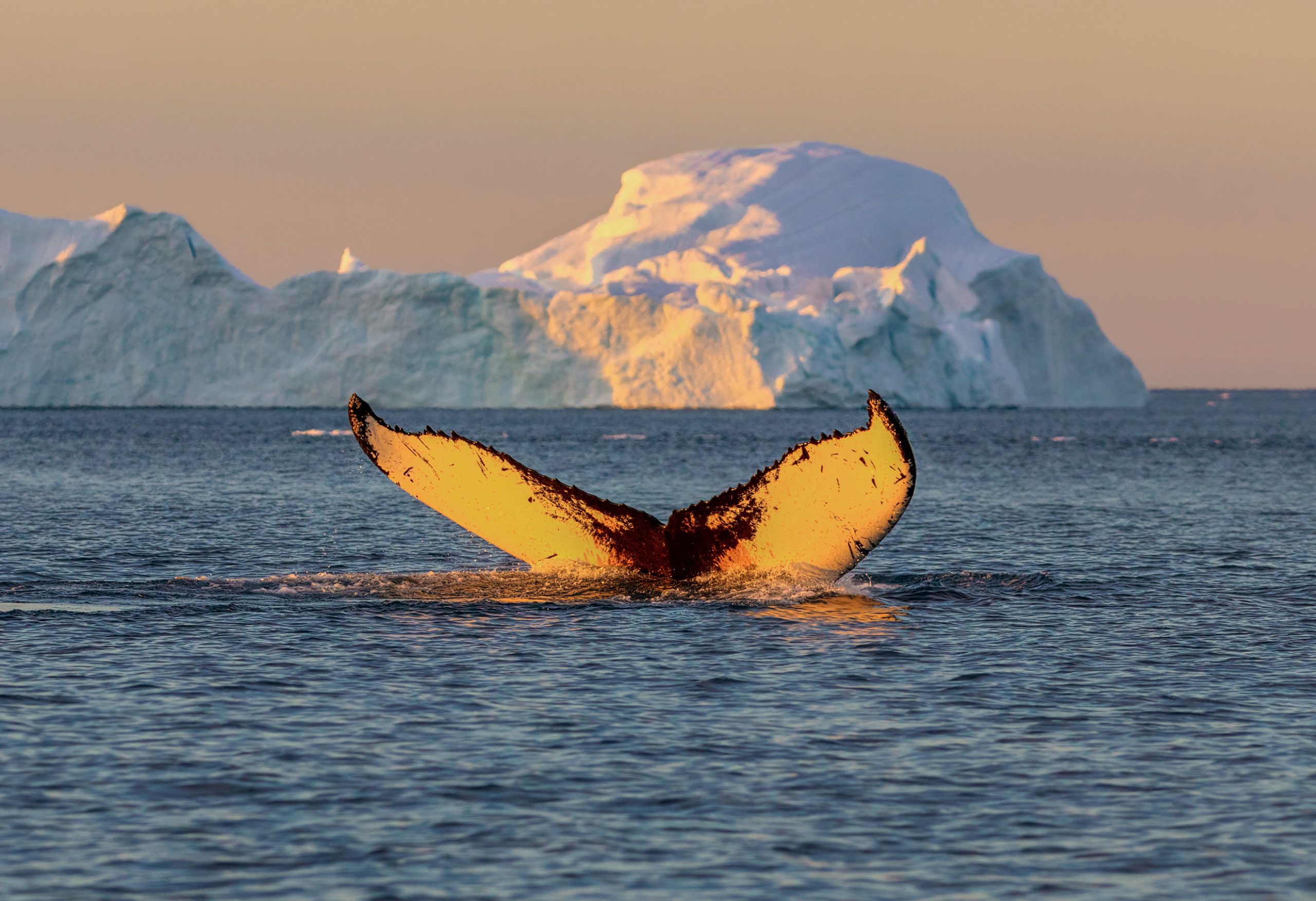 Global Odyssey: Greenland prologue - Audrey McIntosh